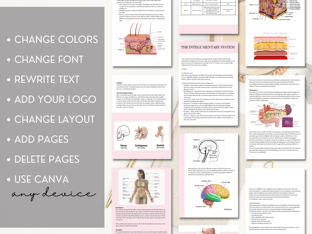 Anatomy & Physiology Training Manual: Editable Canva Template (digital ...