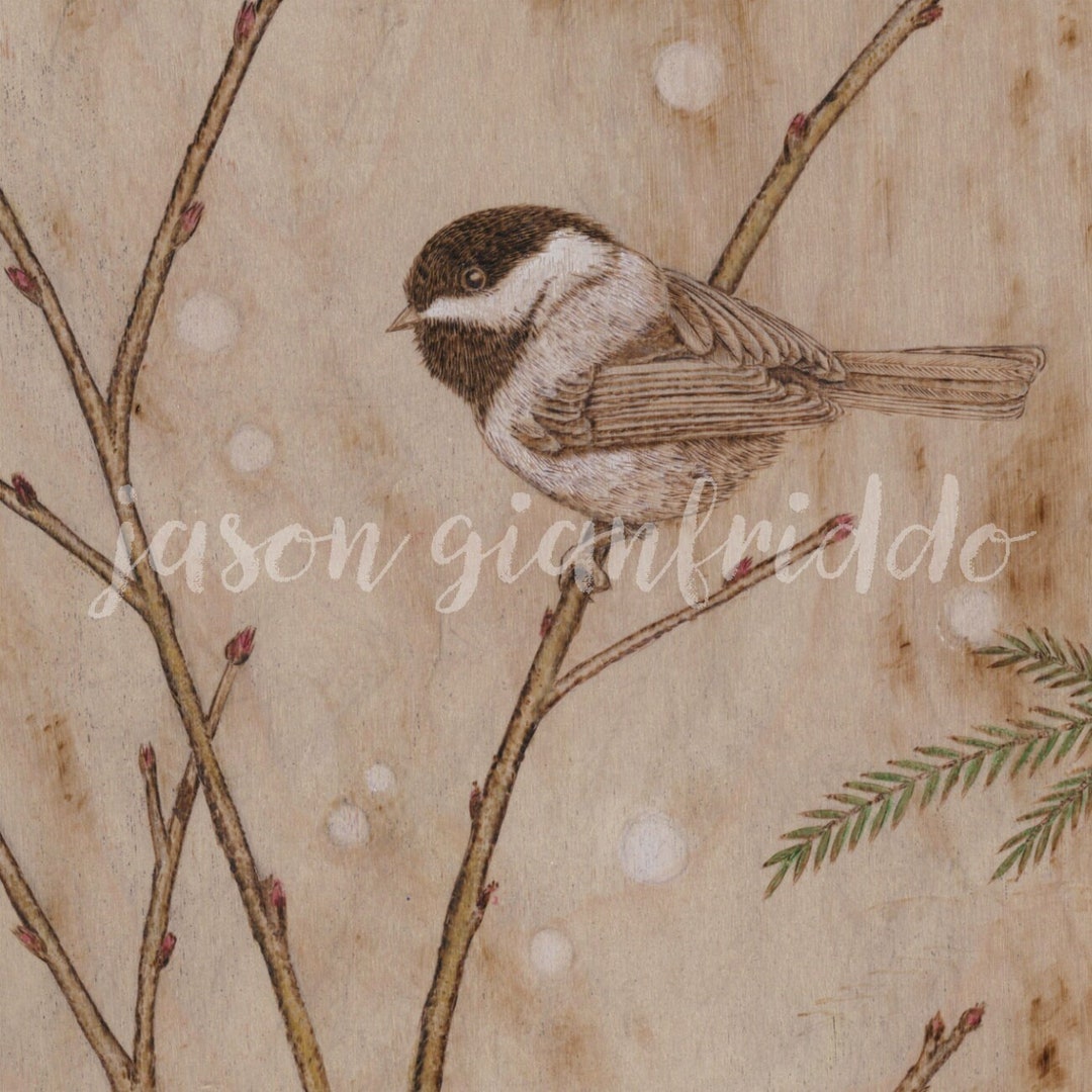 Chickadee Wall Art - Winter Songbird Fine Art Print - Birch Trees ...