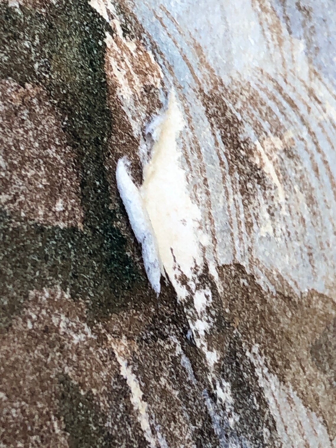 Original Vintage Herbie Rose Watercolor Painting Matted and - Etsy