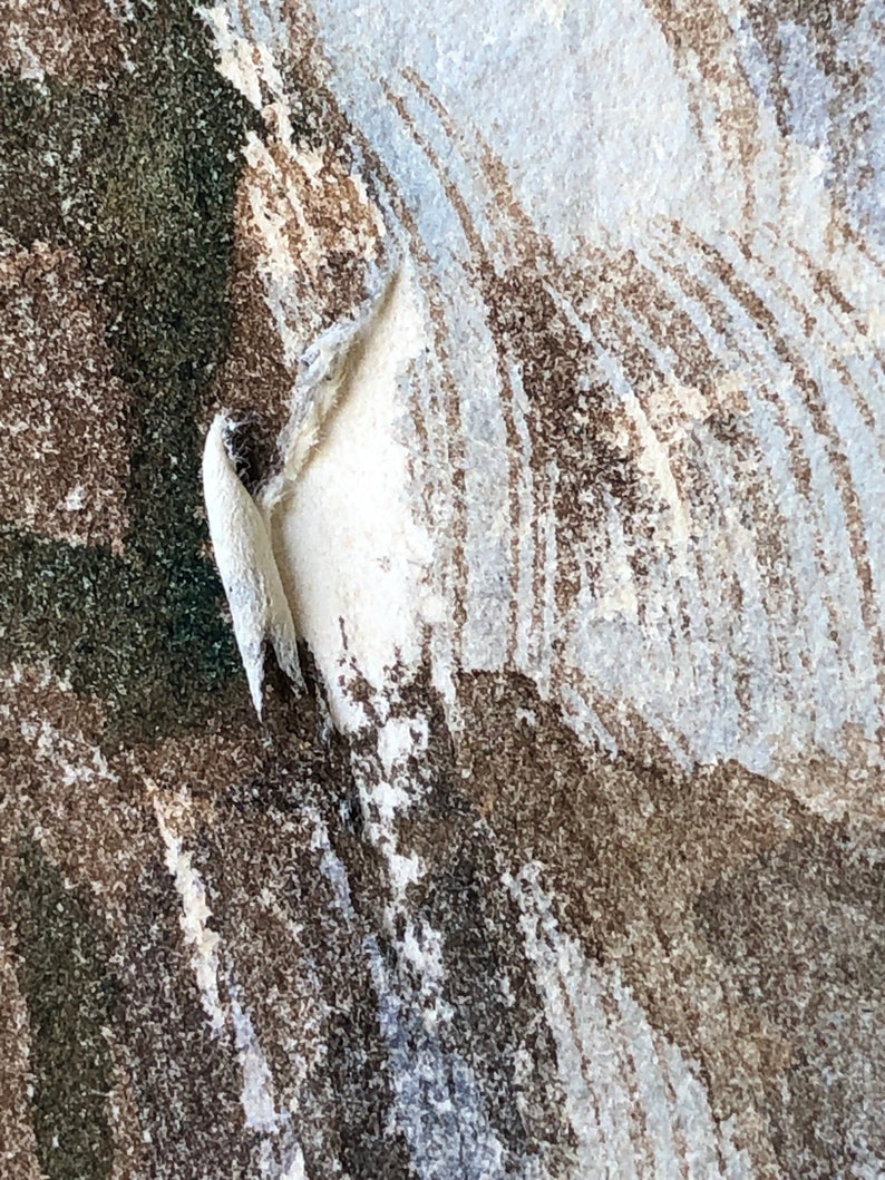 Original Vintage Herbie Rose Watercolor Painting Matted and - Etsy