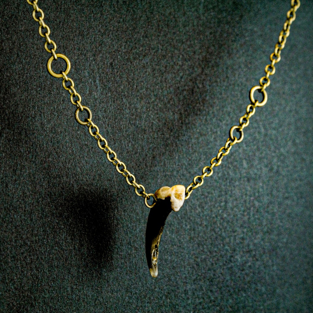 Coyote Claw Necklace, Antique Brass Necklace, Taxidermy Jewelry, Animal ...