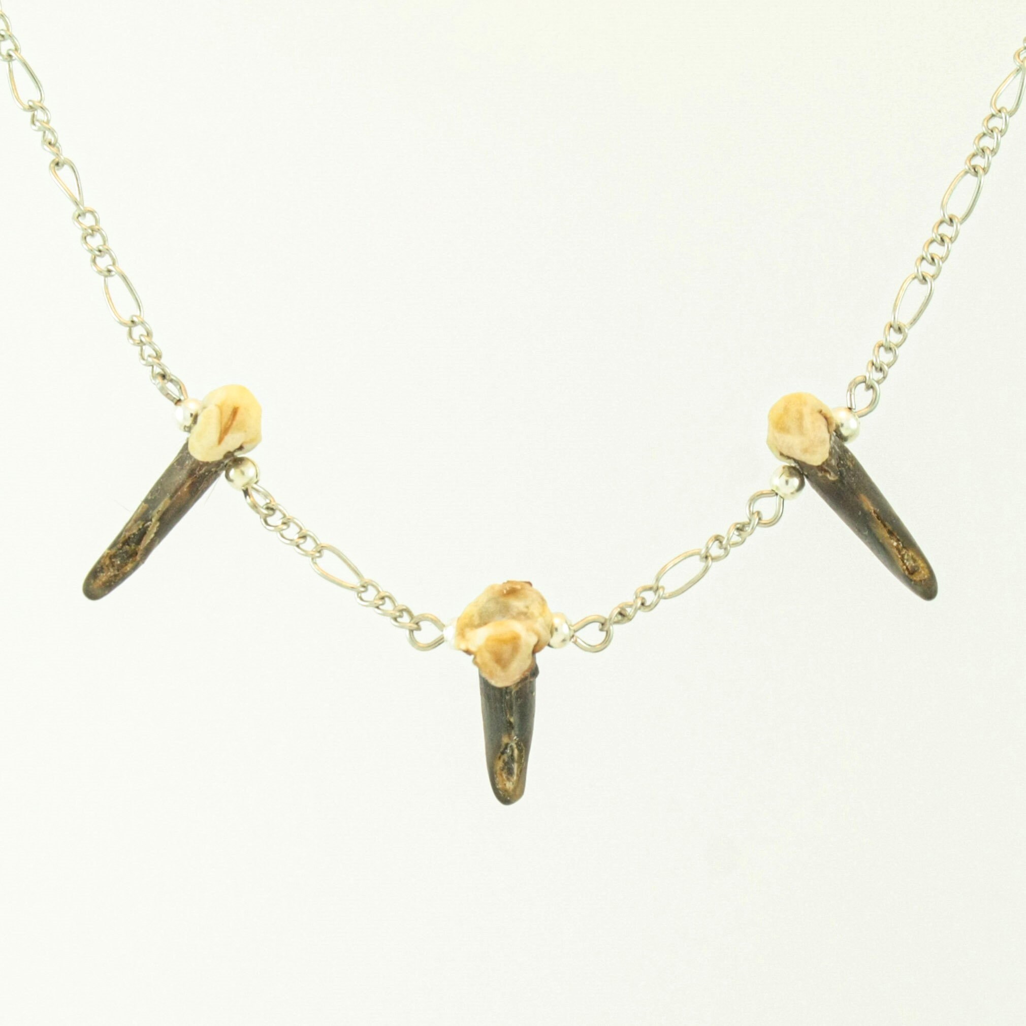 Coyote Claw Necklace Genuine Coyote Bone Jewelry Oddity Bone - Etsy