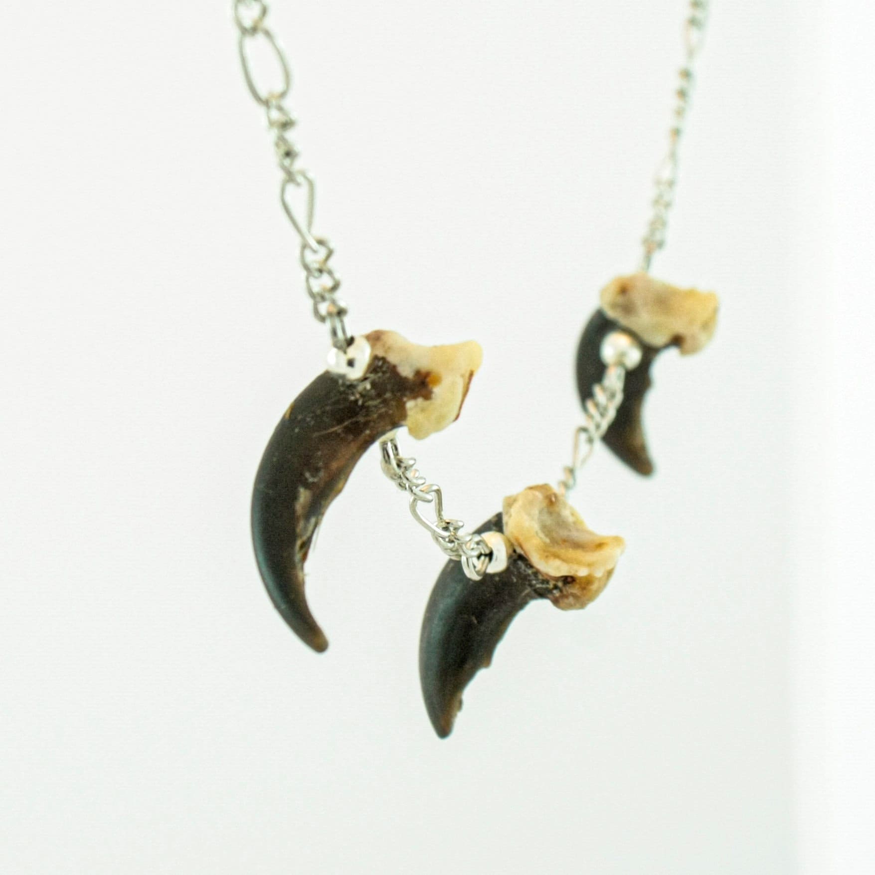 Coyote Claw Necklace Genuine Coyote Bone Jewelry Oddity Bone - Etsy