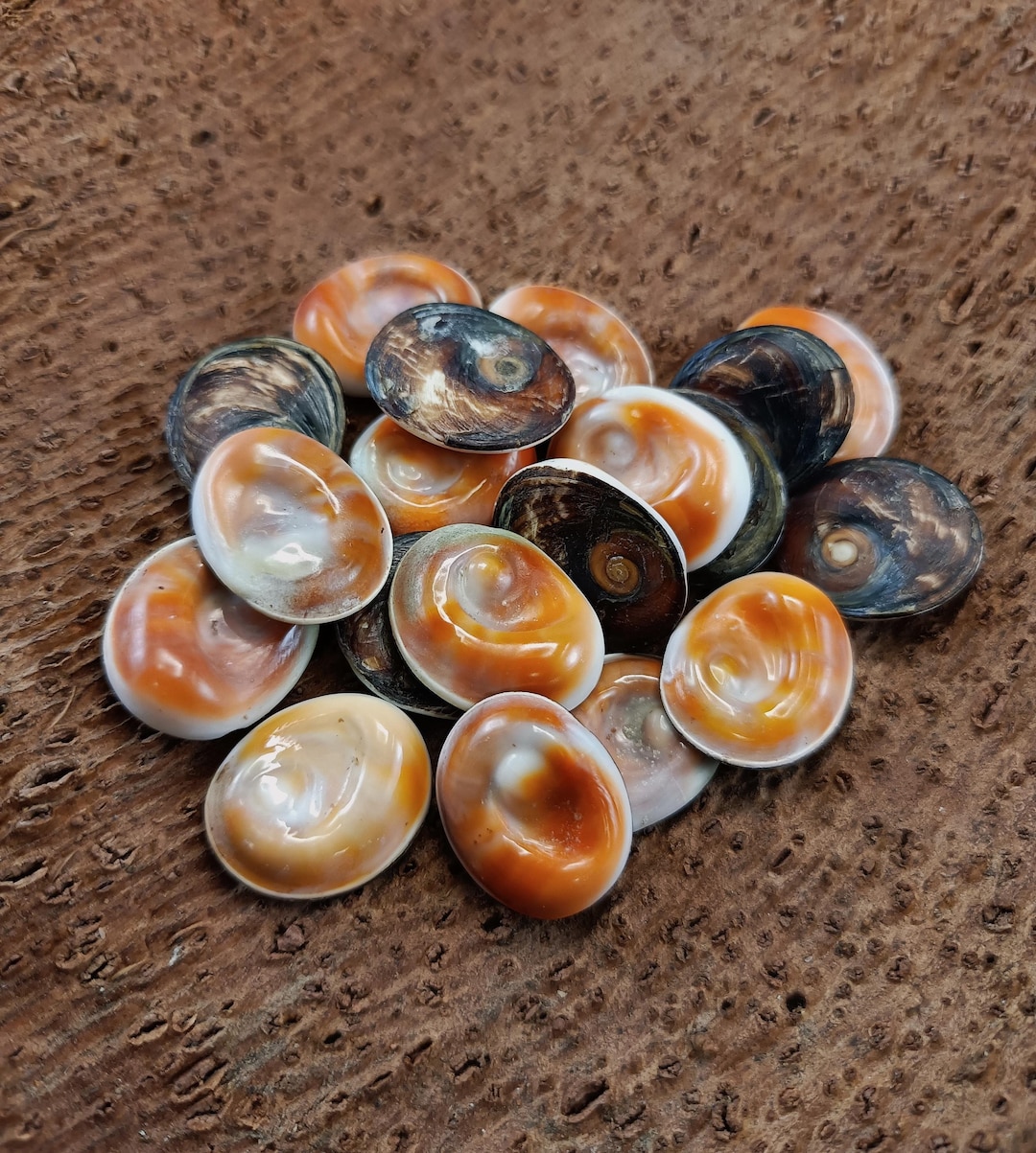 Eye of Saint Lucia or Eye of Shiva, Orange Shell Operculum, Natural ...