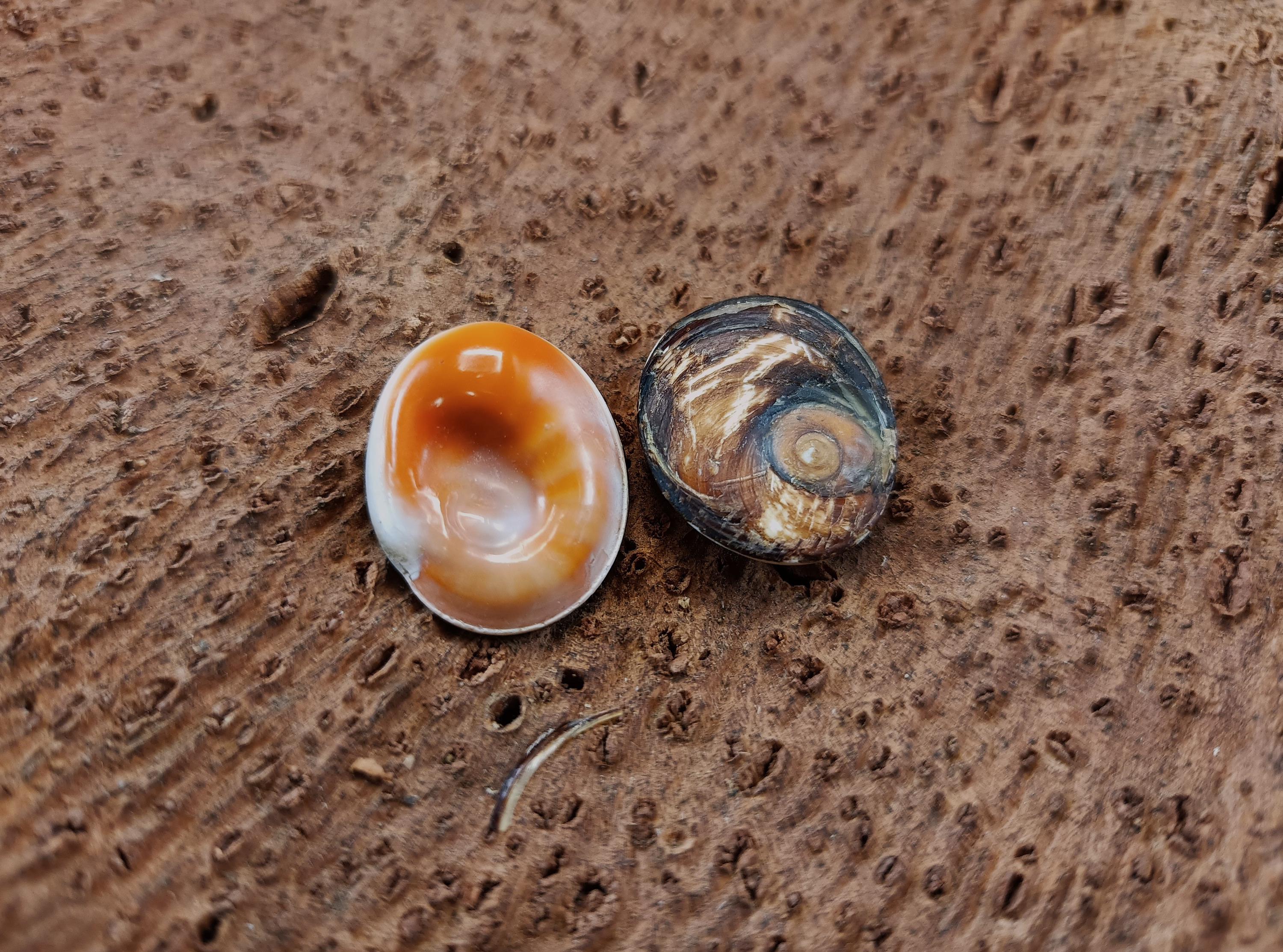Eye of Saint Lucia or Eye of Shiva, Orange Shell Operculum, Natural ...