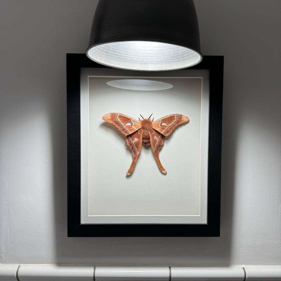 Hercules Moth , Needle Felted, Moth Figurine, Decoration, Handmade ...