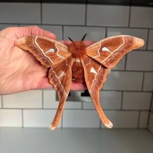 Hercules Moth , Needle Felted, Moth Figurine, Decoration, Handmade ...