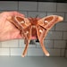 Hercules Moth , Needle Felted, Moth Figurine, Decoration, Handmade ...