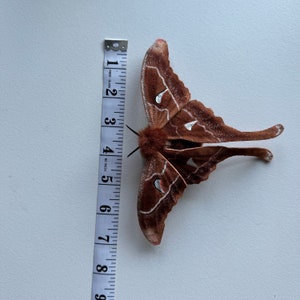 Hercules Moth , Needle Felted, Moth Figurine, Decoration, Handmade ...