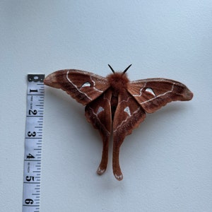 Hercules Moth , Needle Felted, Moth Figurine, Decoration, Handmade ...
