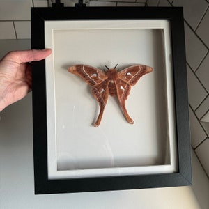 Hercules Moth , Needle Felted, Moth Figurine, Decoration, Handmade ...