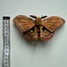 Polyphemus Moth, Needle Felted, Moth Figurine, Decoration, Handmade ...