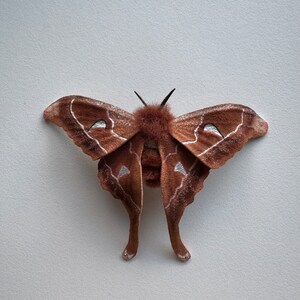 Hercules Moth , Needle Felted, Moth Figurine, Decoration, Handmade ...
