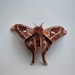 Hercules Moth , Needle Felted, Moth Figurine, Decoration, Handmade ...