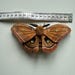 Polyphemus Moth, Needle Felted, Moth Figurine, Decoration, Handmade ...
