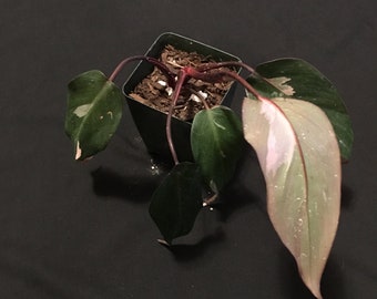 Variegated Tri Color Ginger Tropical Plant Red Green White | Etsy