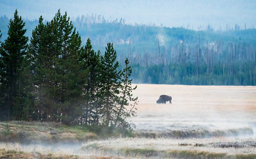 Lone Bison in Morning Mist, Yellowstone National Park Wildlife ...