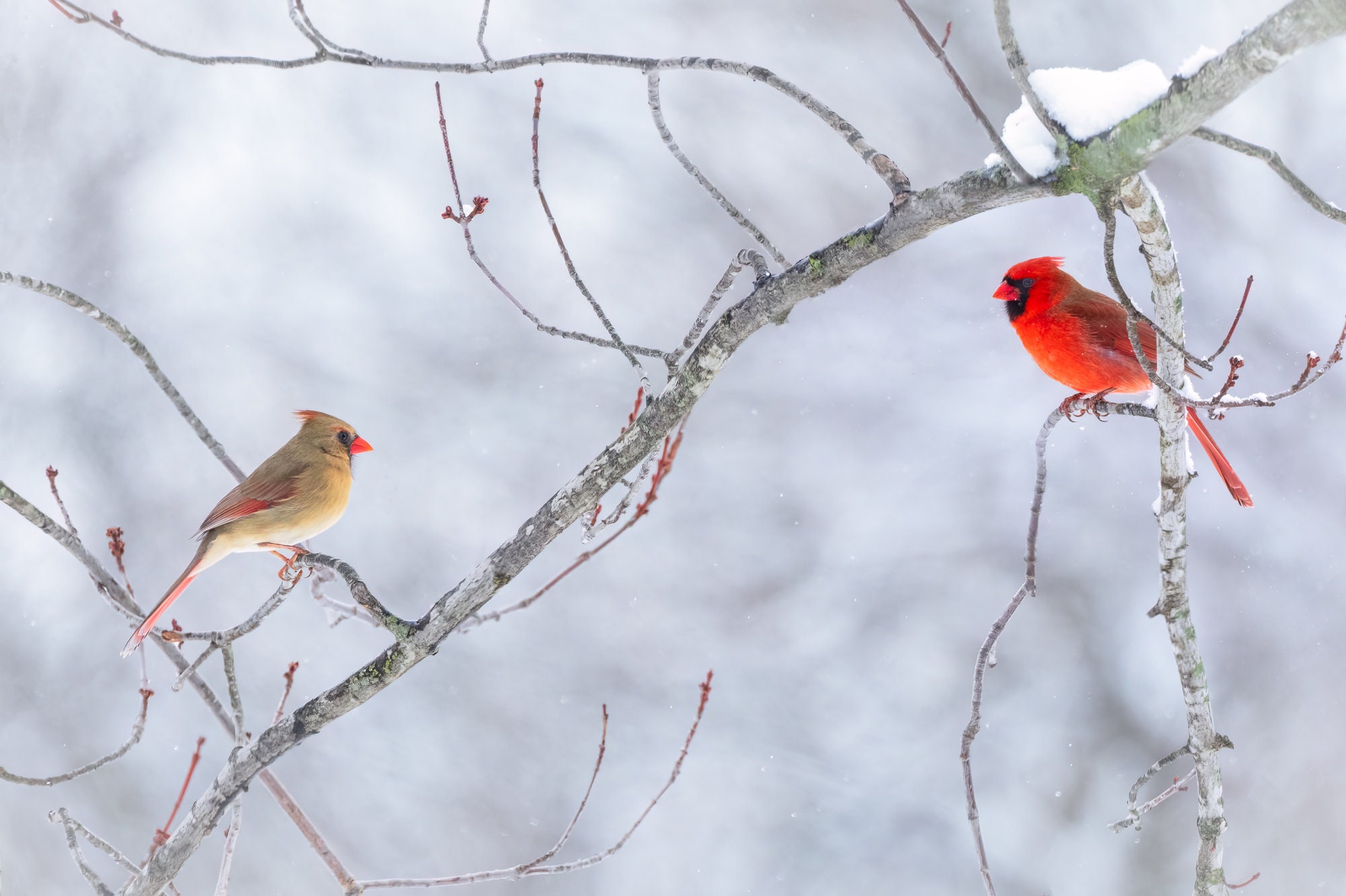 Male and Female Cardinal Birds, Snowy Winter Wildlife Landscape, Bird ...