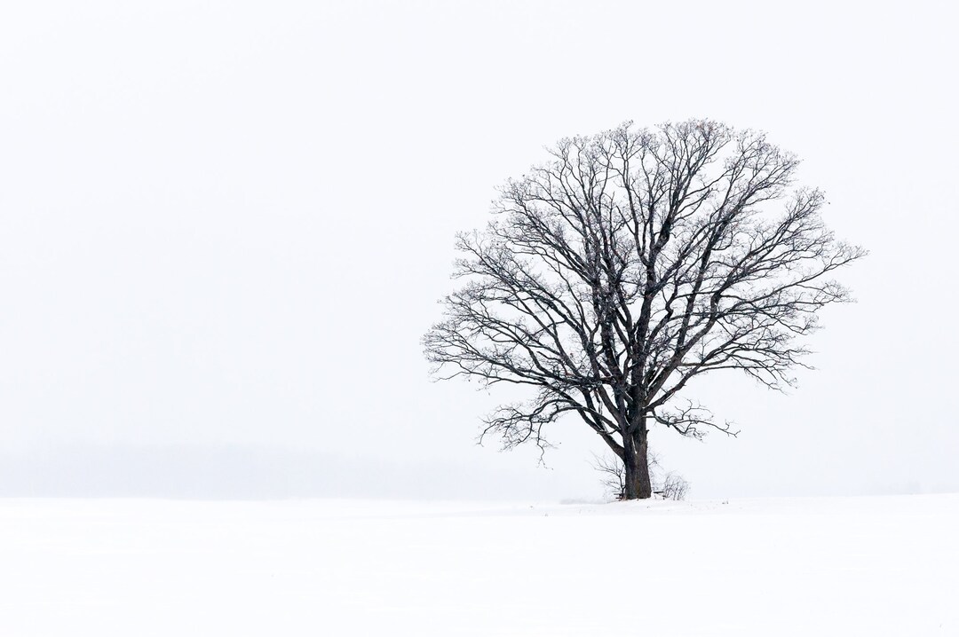 Tree Silhouette in Winter Landscape, Snow Storm, Minimalist Art, Rural ...