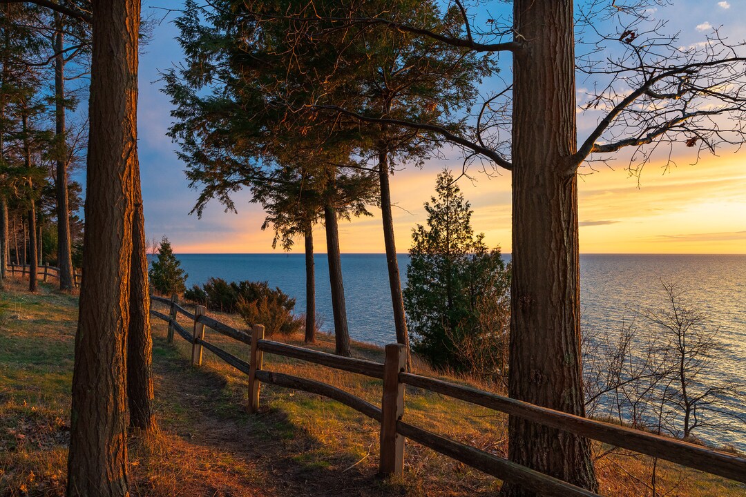 Pine Trees at Sunset on a Bluff Over Lake Michigan, Michigan ...