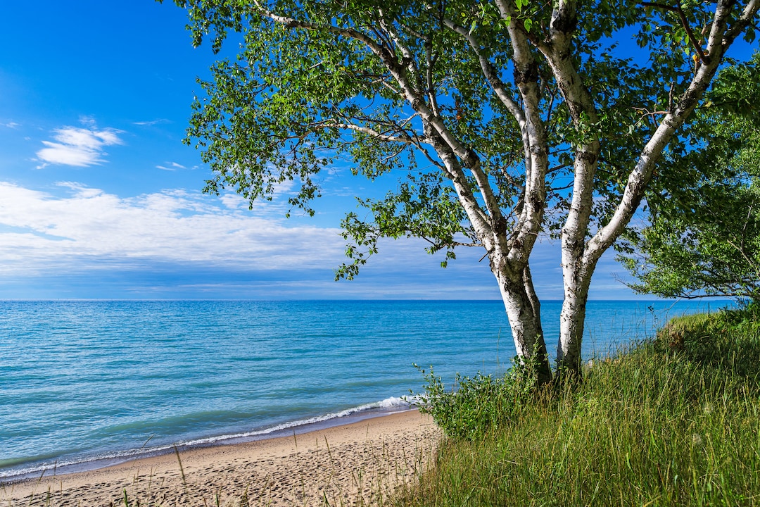 White Birch Tree, Michigan Shoreline, Lake Michigan, Michigan ...