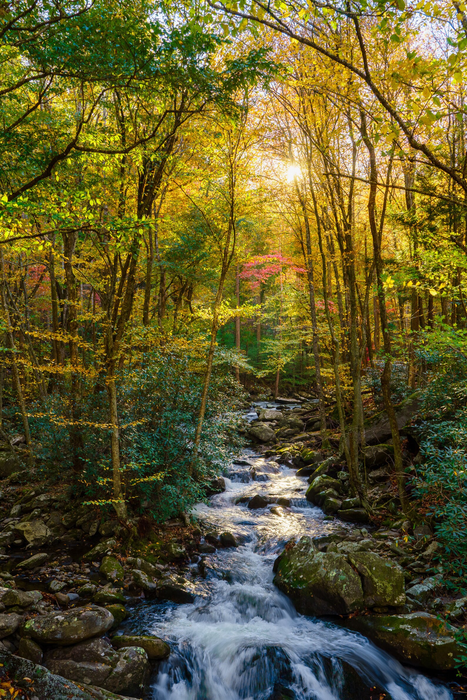 Sunrise on a Mountain Stream, Autumn, Fall Color Foliage, Smoky ...