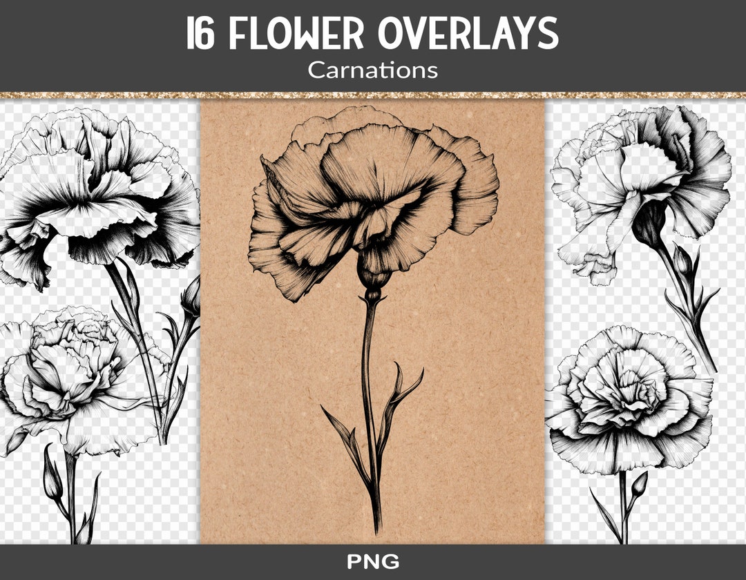 Carnation Flowers Digi Stamp, Monotone Png Graphics, Decorative Shabby ...
