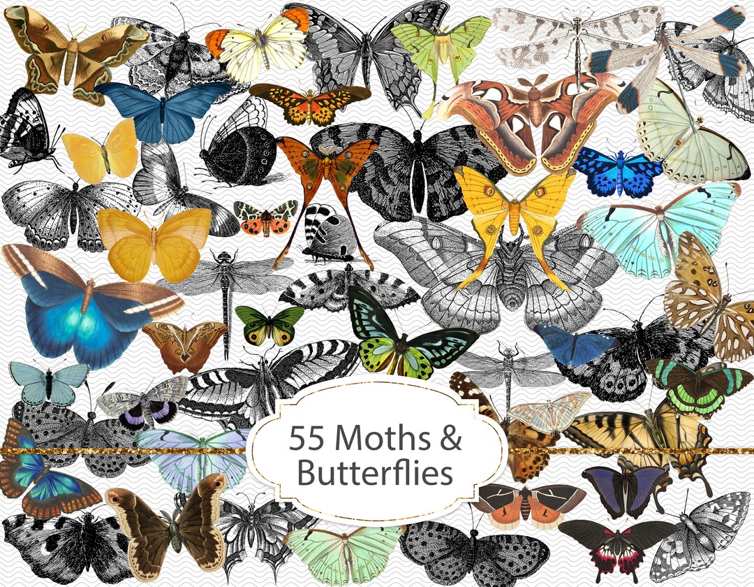 Big Butterfly Clipart Bundle, 55 Vintage Moths & Butterflies, Junk ...
