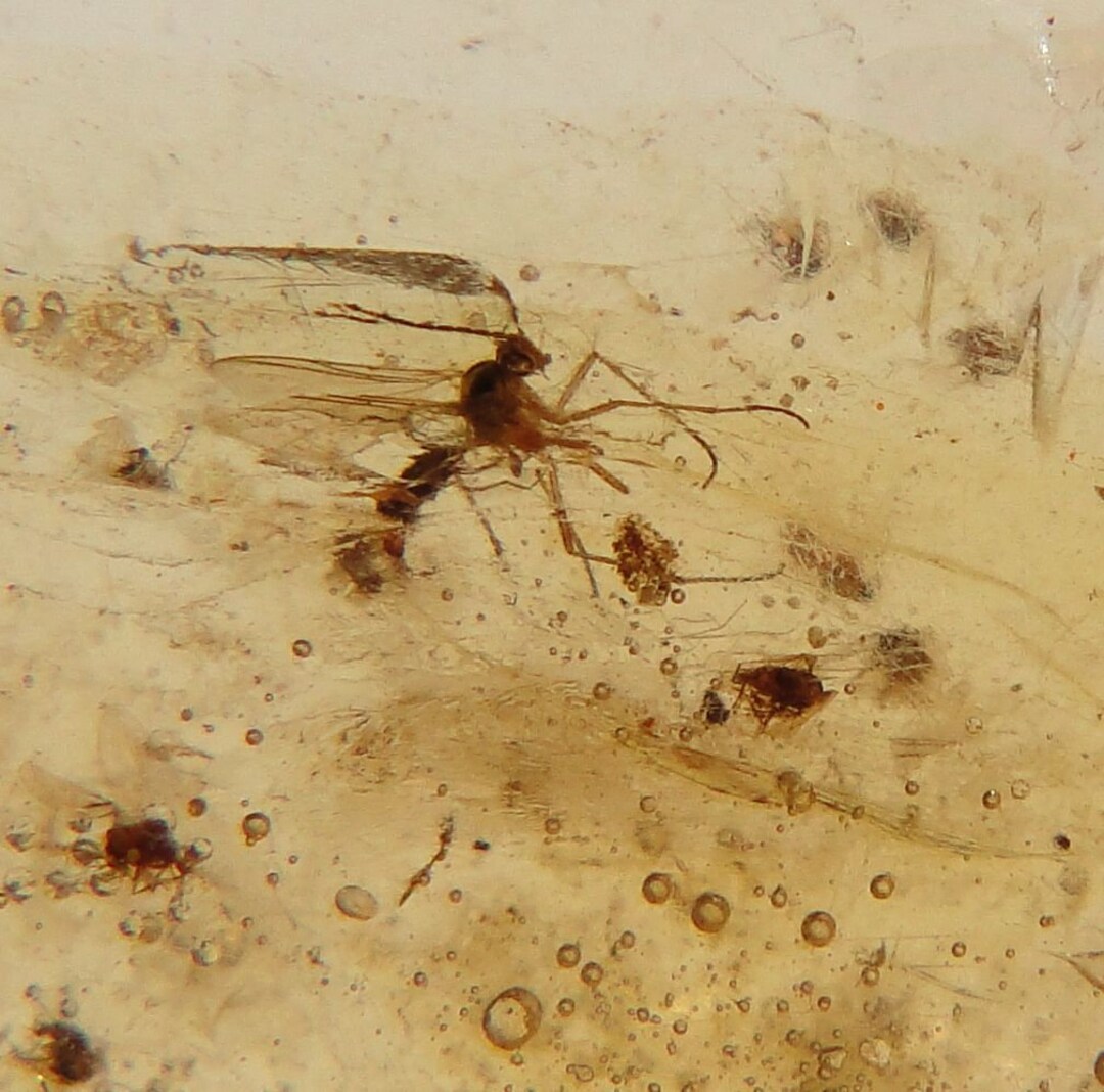 Golden Copal Young AMBER With Insects Inclusions Antisiranana ...