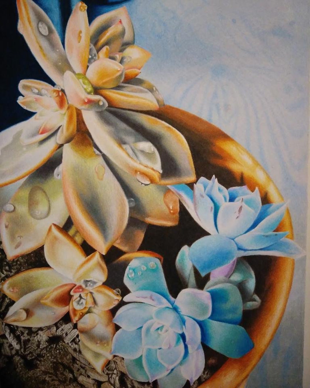 Succulent Colored Pencil Drawing - Etsy