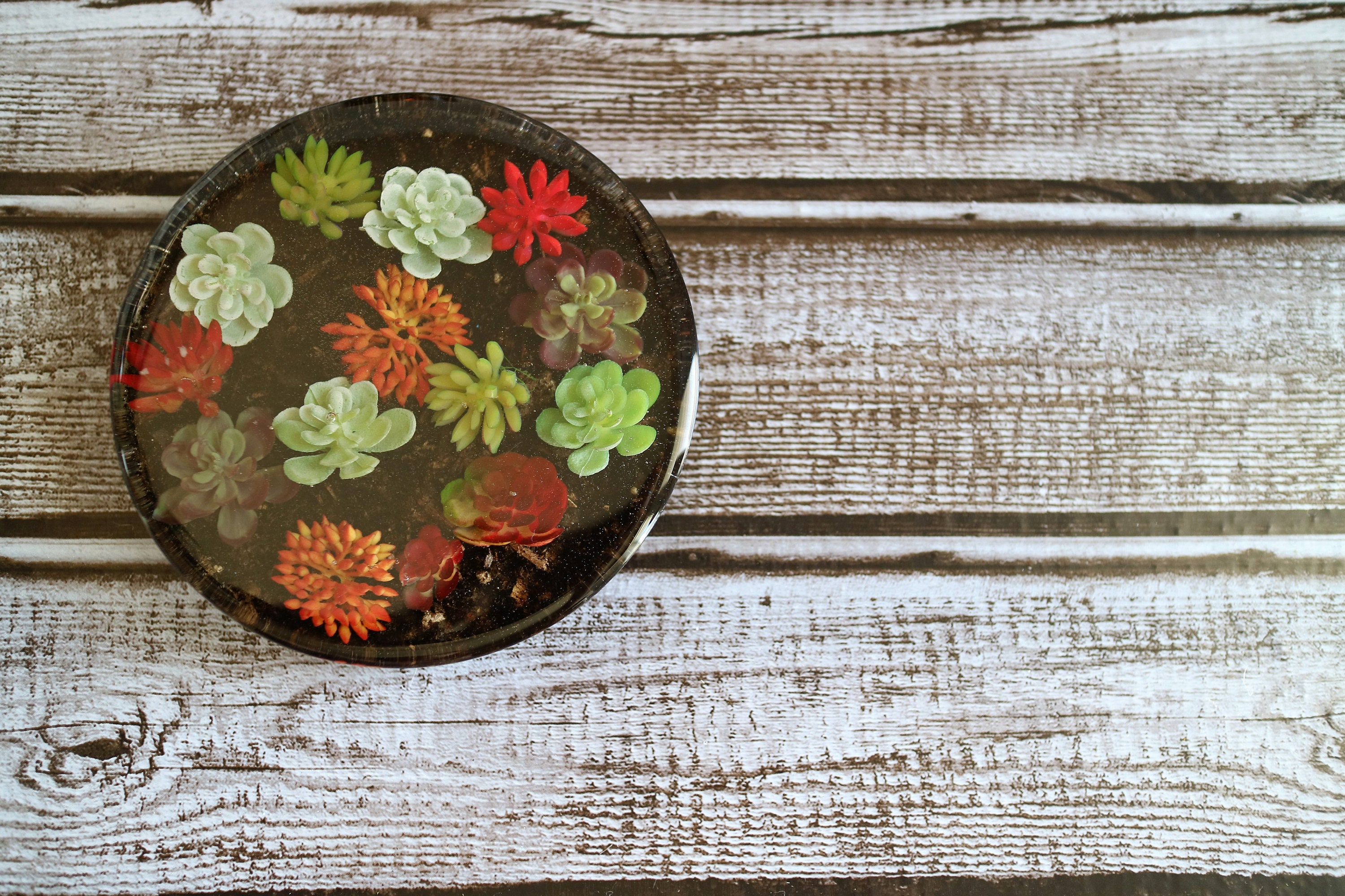 Succulent Garden Coaster Handmade With Resin and Real Soil - Etsy