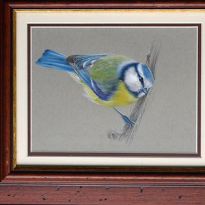 Blue Tit Pencil Drawing Framed Original 10x8 Inch - Etsy