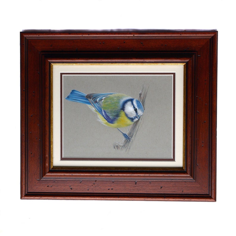 Blue Tit Pencil Drawing Framed Original 10x8 Inch - Etsy