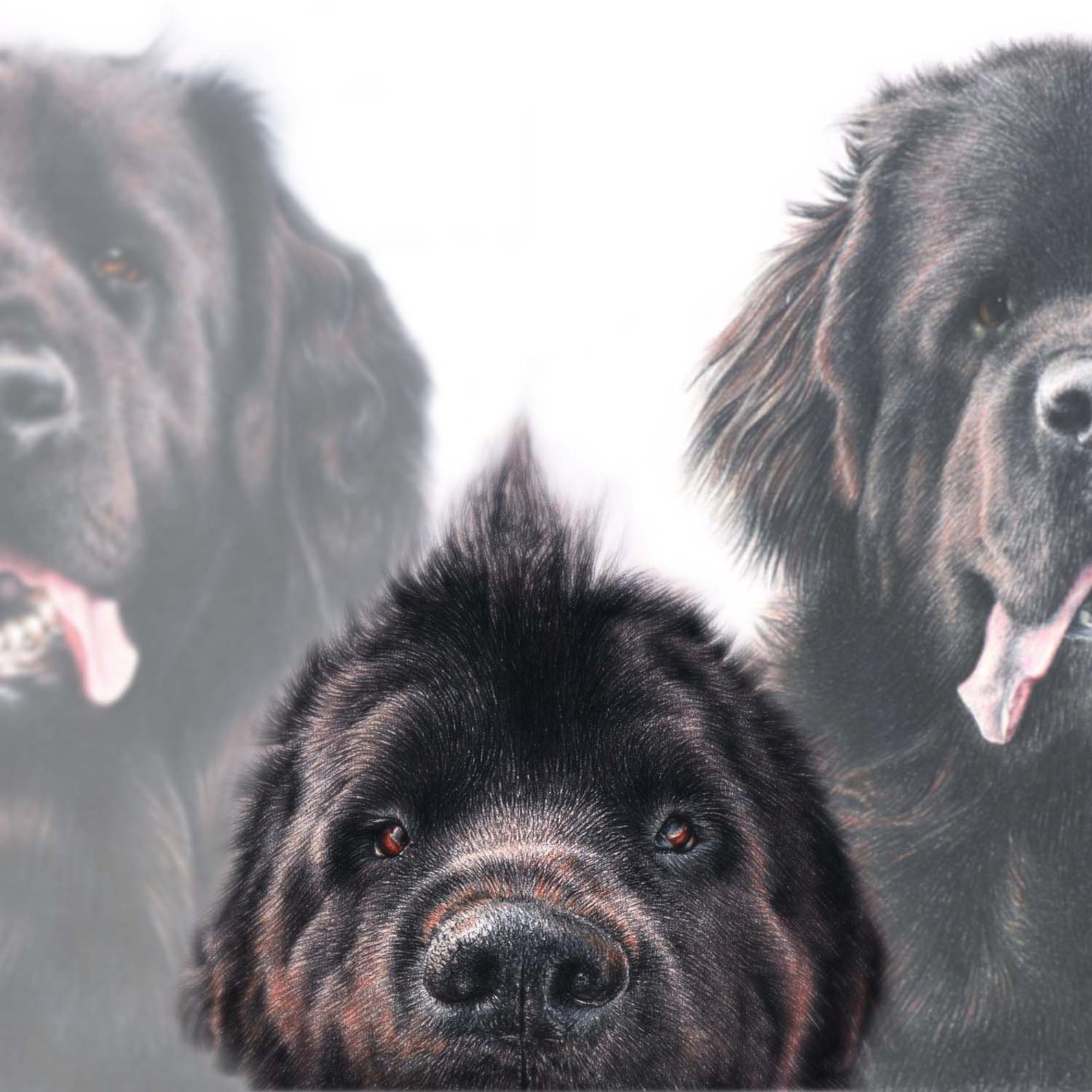 Pack of 10 Newfoundland Dog Cards "the Girls" Pack of 10 Mixed Cards ...