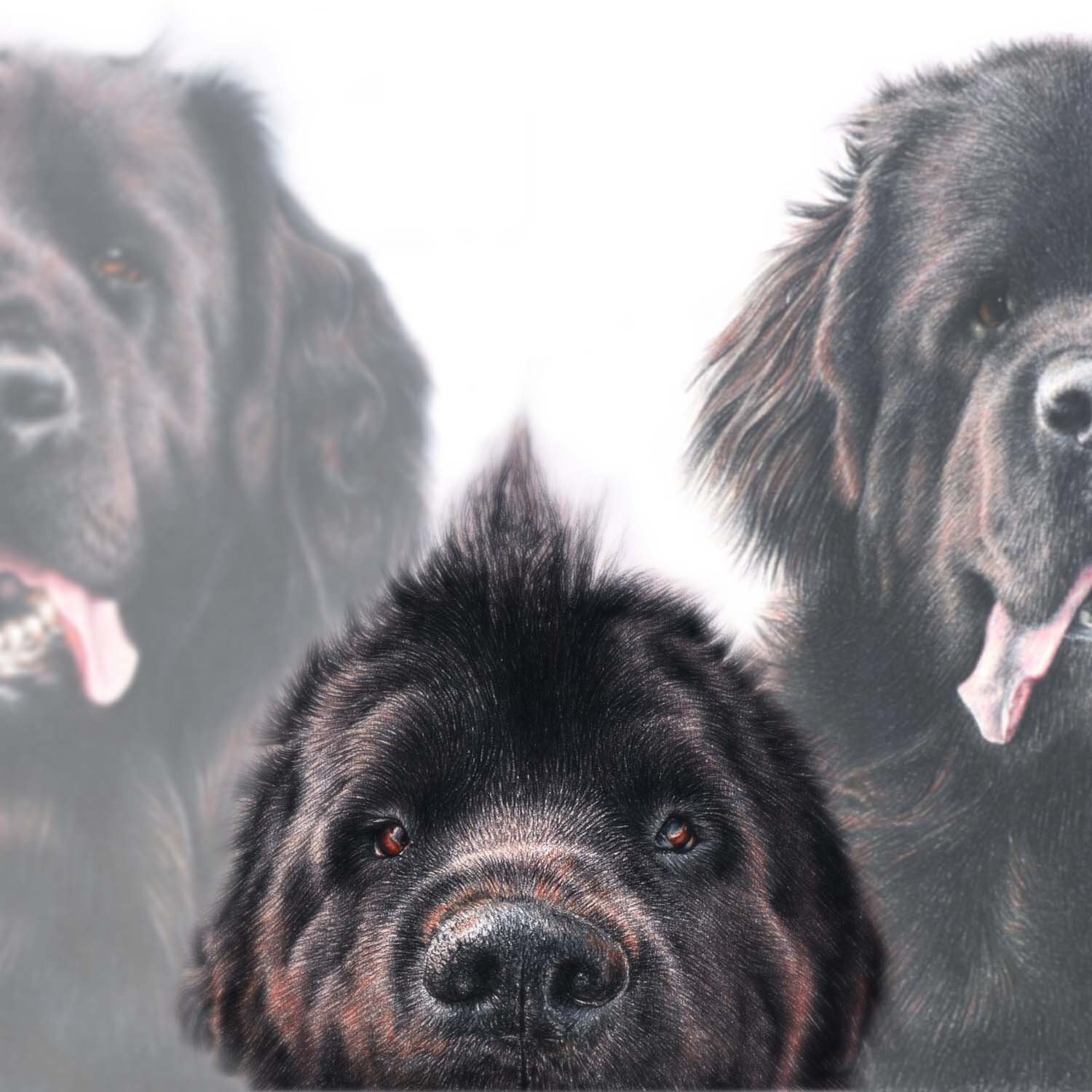 Pack of 10 Newfoundland Dog Cards "the Girls" Pack of 10 Mixed Cards ...