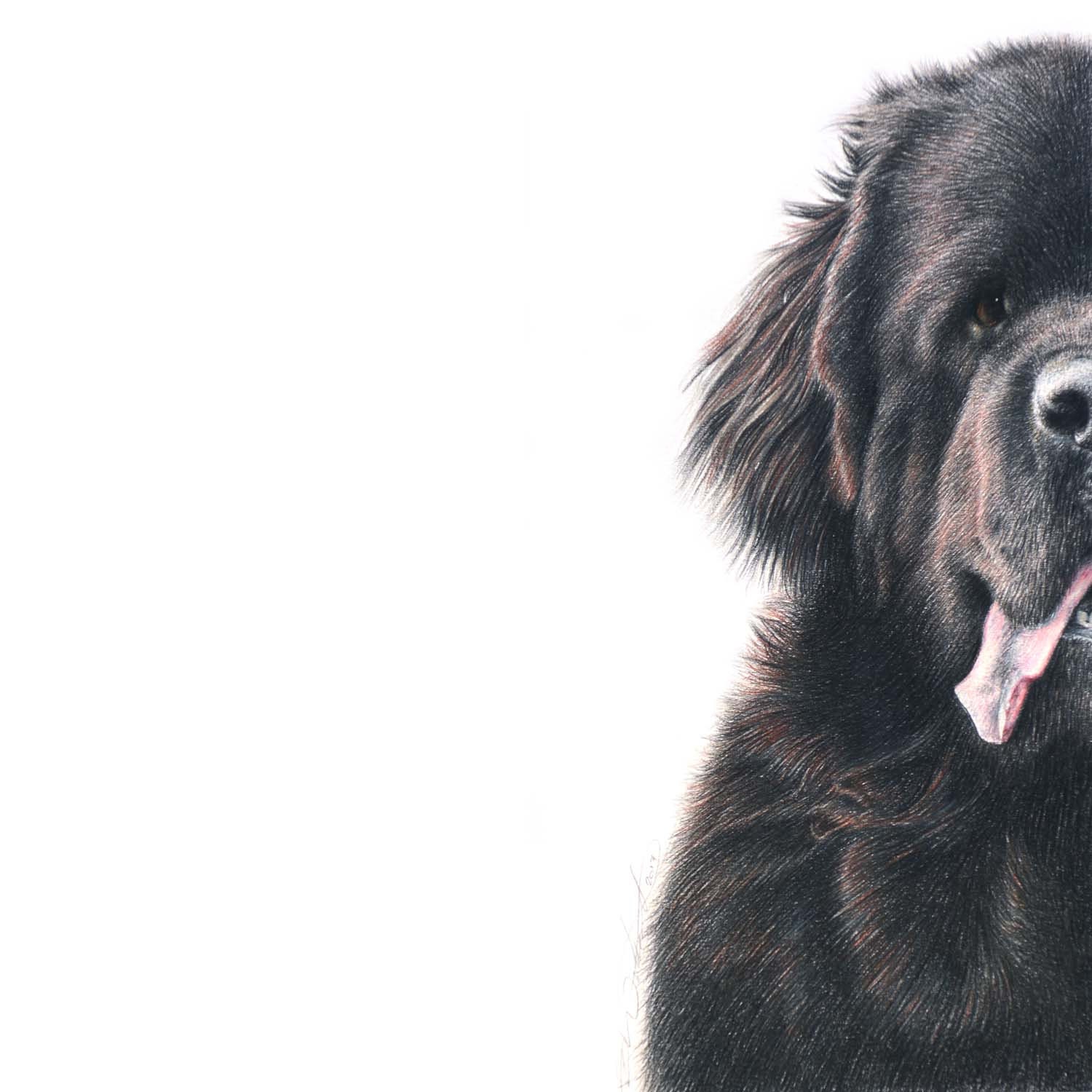 Pack of 10 Newfoundland Dog Cards "the Girls" Pack of 10 Mixed Cards ...