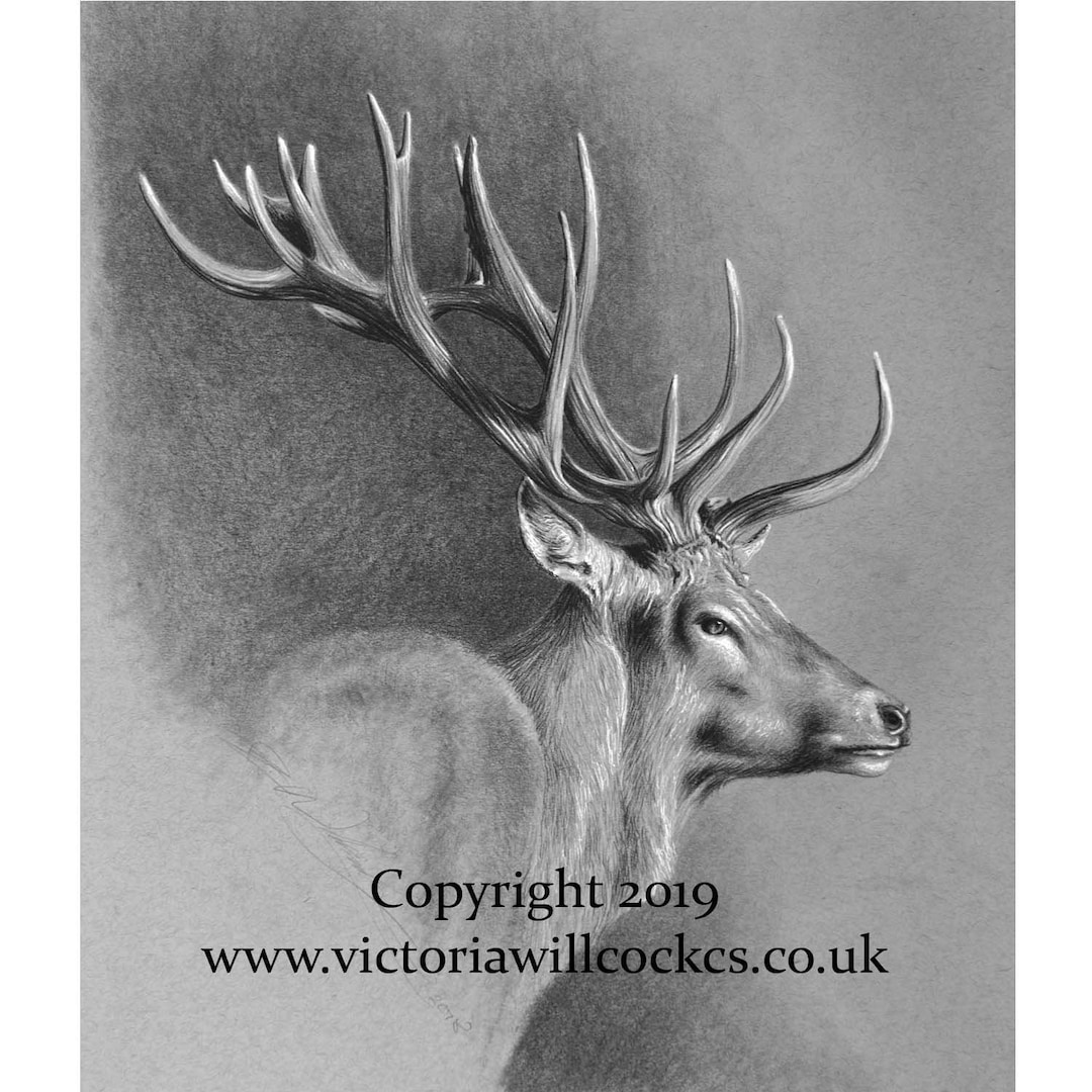 Red Stag Ii Original Pencil Drawing Not Framed 12 X 10 Inch Approx - Etsy