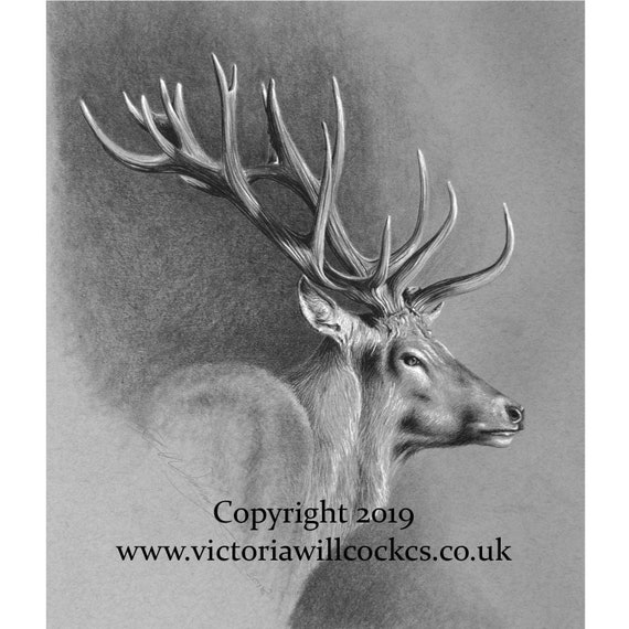 Red Stag Ii Original Pencil Drawing Not Framed 12 X 10 Inch - Etsy