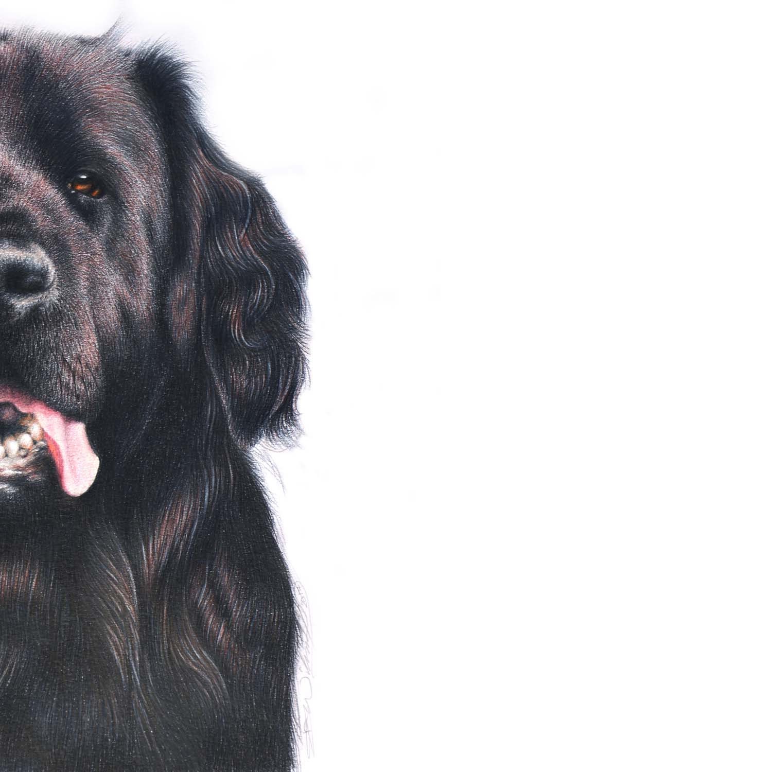 Pack of 10 Newfoundland Dog Cards "the Girls" Pack of 10 Mixed Cards ...