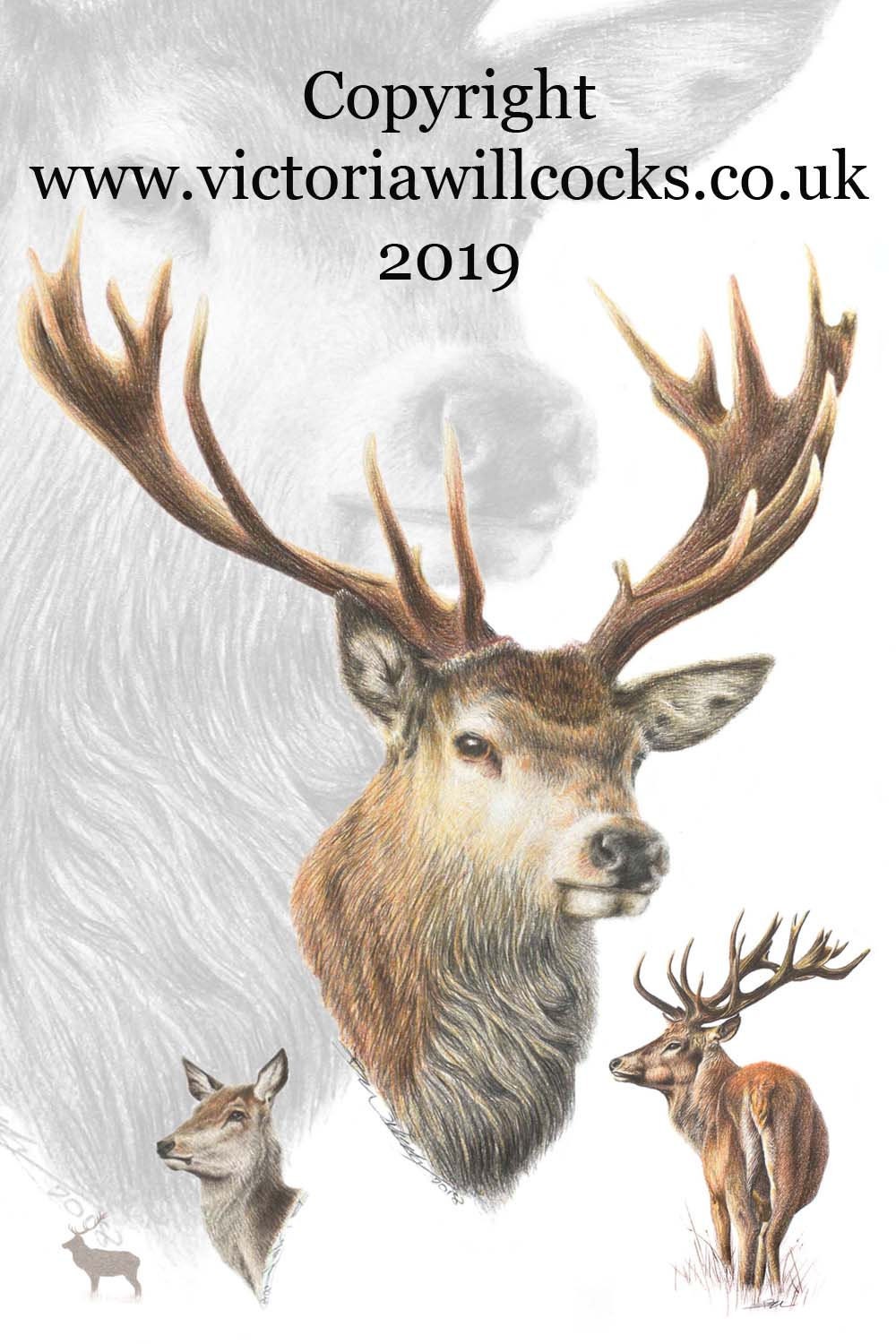 Red Deer Study Signed Limited Edition Mounted Print - Etsy