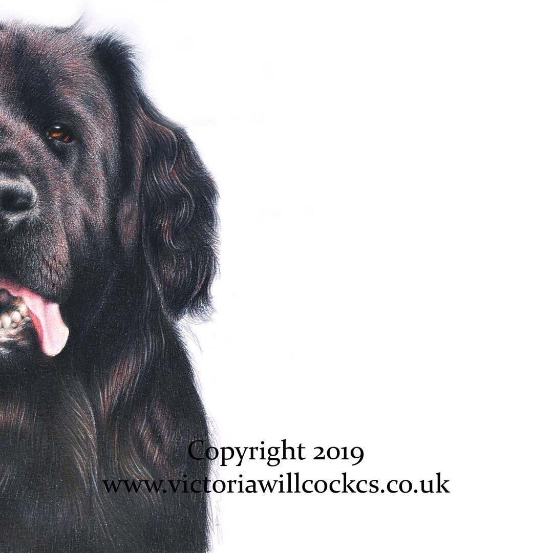 Newfoundland "miska" Card, With White Envelope - Etsy