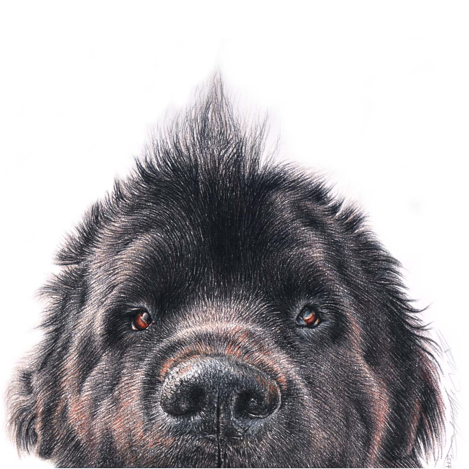 Pack of 10 Newfoundland Dog Cards "the Girls" Pack of 10 Mixed Cards ...
