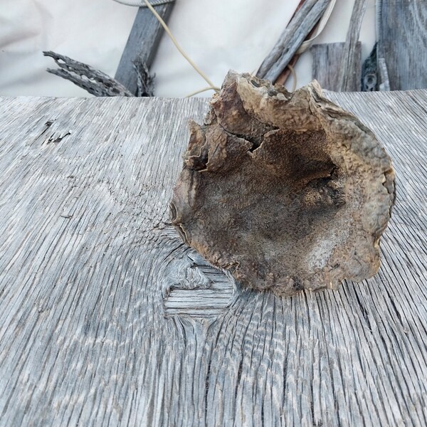 Saguaro Cactus Ribs - Etsy