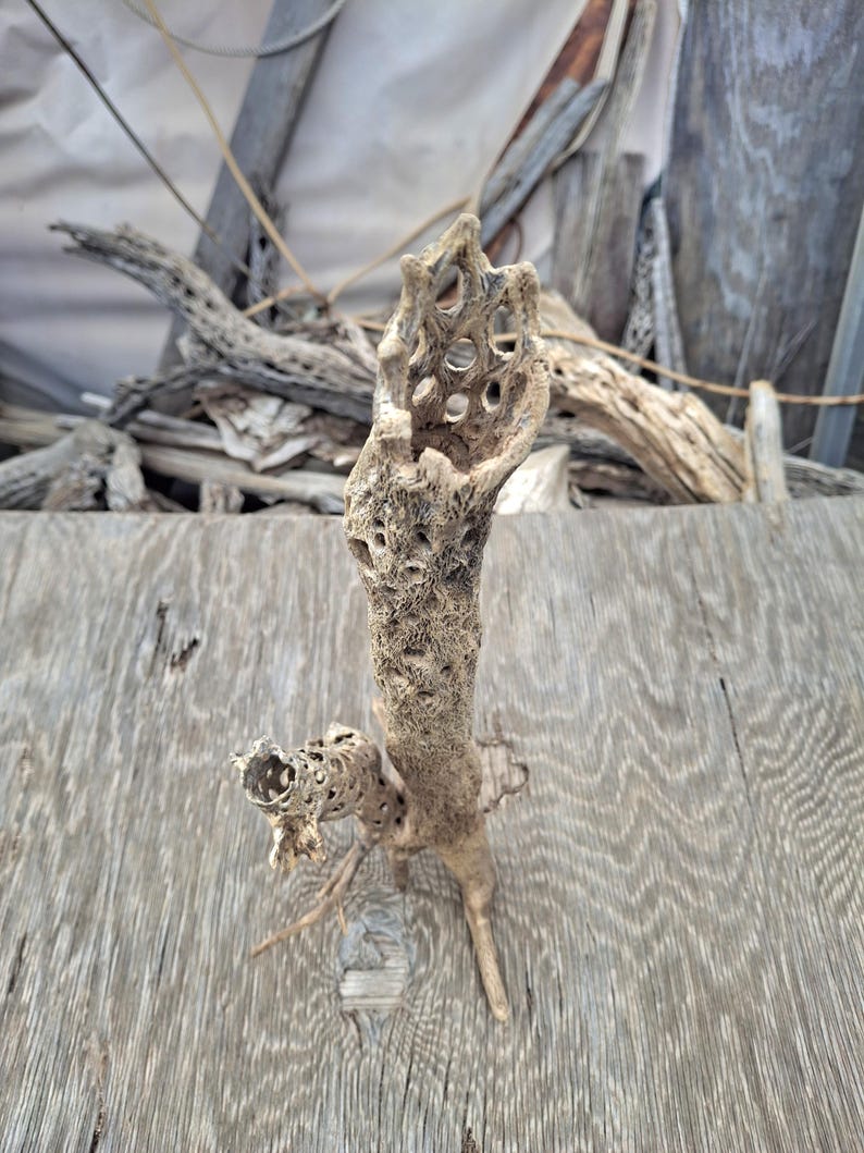 Cholla Cactus Wood Stump, - Etsy