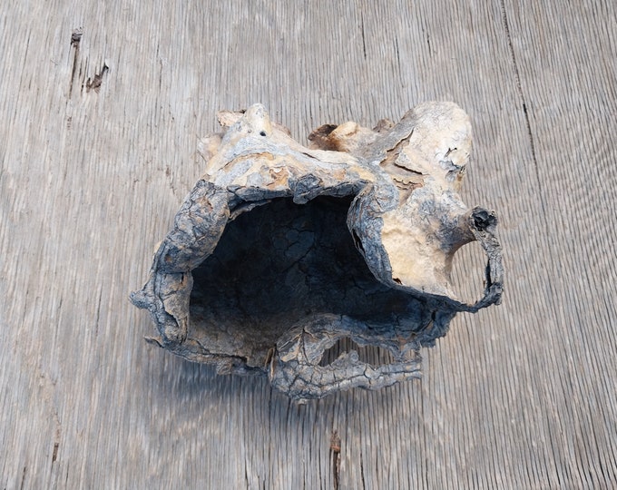 Saguaro Cactus Boot, - Etsy