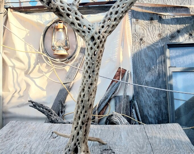 Cholla Cactus Wood, - Etsy