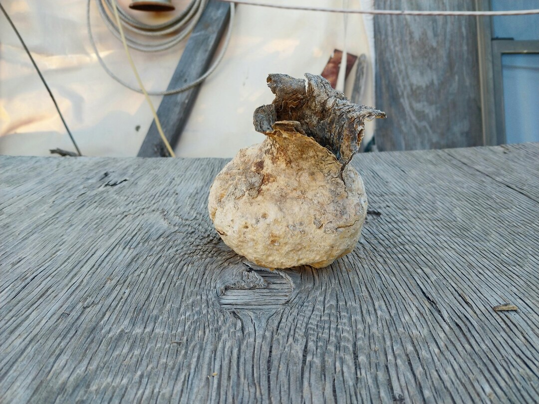 Saguaro Cactus Boot, - Etsy