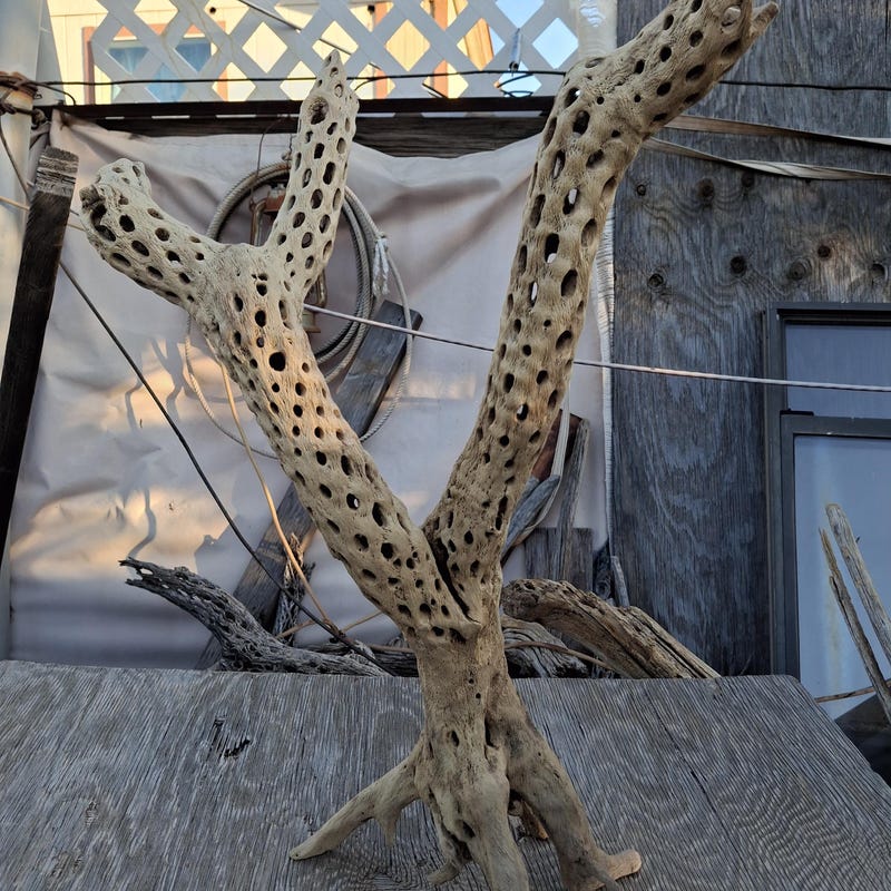 Cholla Wood - Etsy