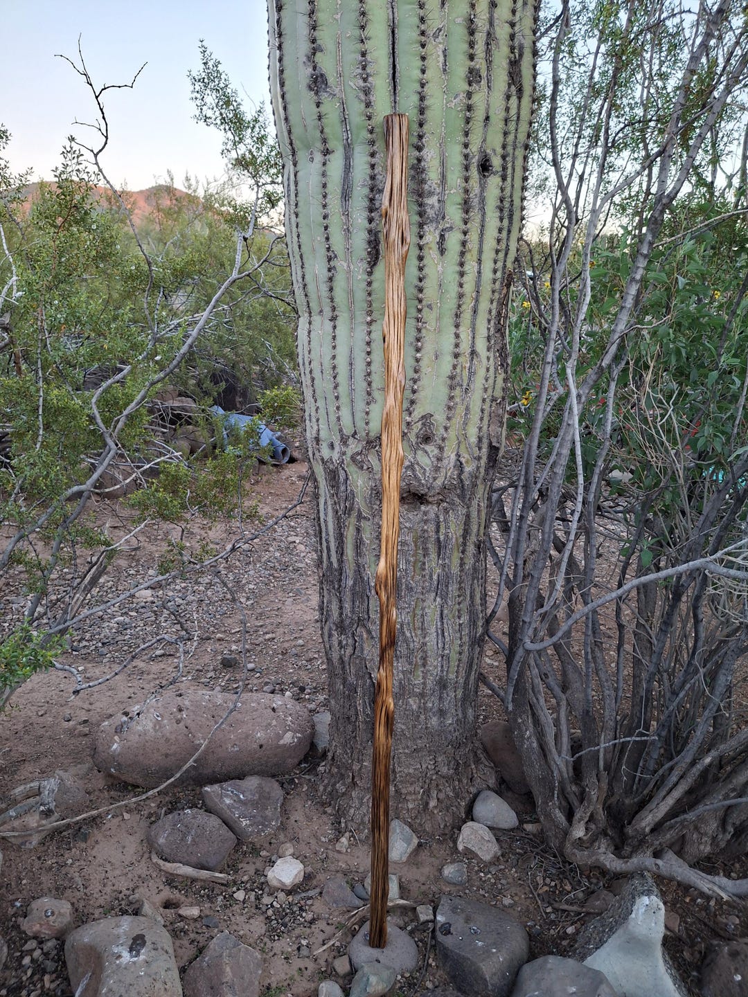 Saguaro Cactus Wood Walking Stick, - Etsy