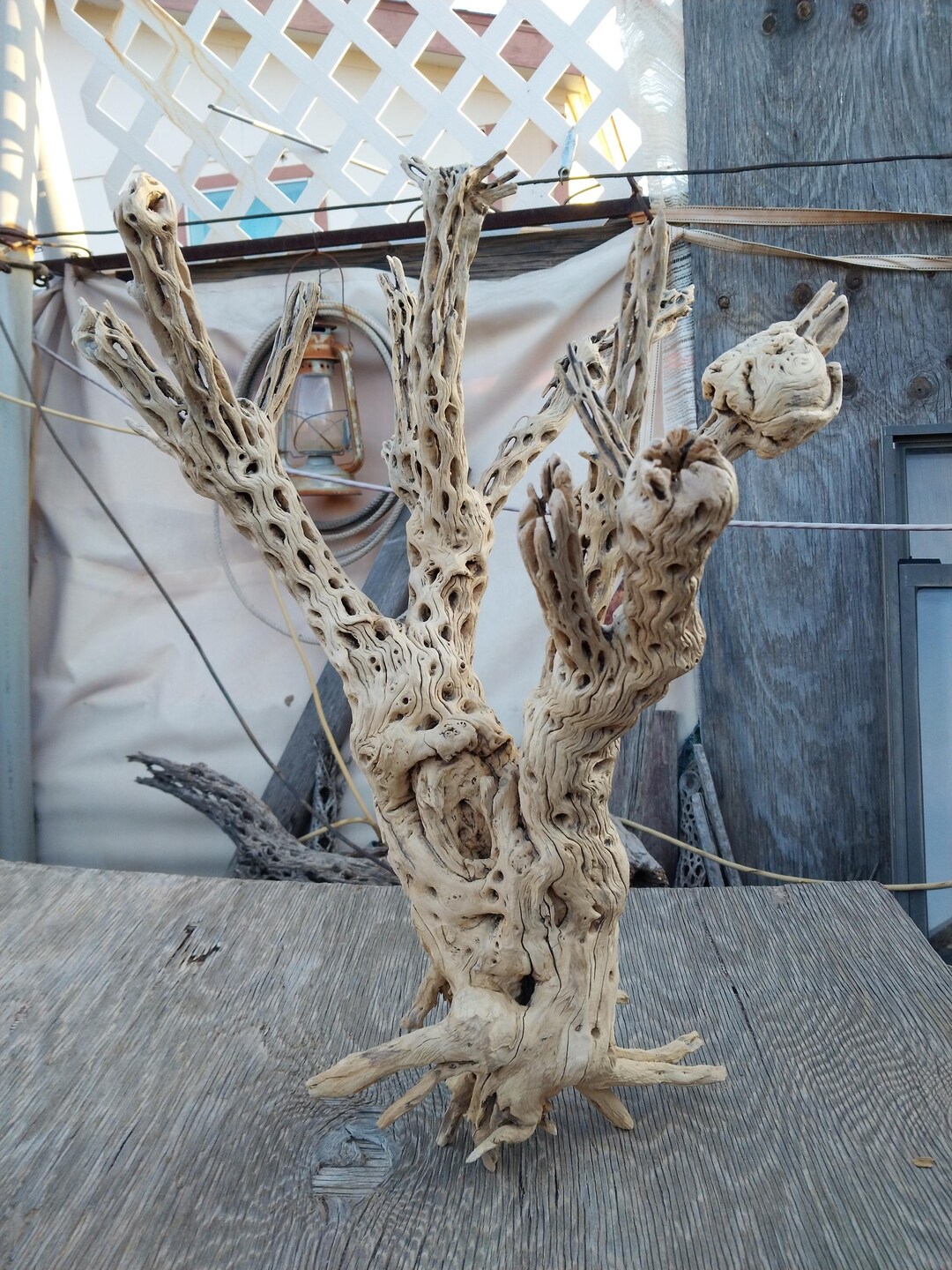 Awesome Cholla Cactus Wood Stump, - Etsy